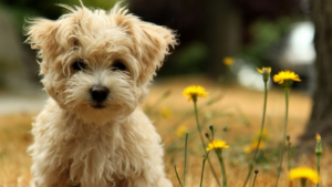 Chronic Ear Infections in Dogs - easyvet - Your Convenient Local ...